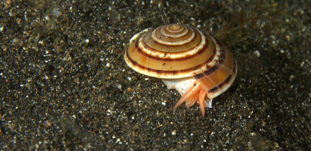 Architectonica modesta from Lembeh Strait, Indonesia on August 31, 2022 ...