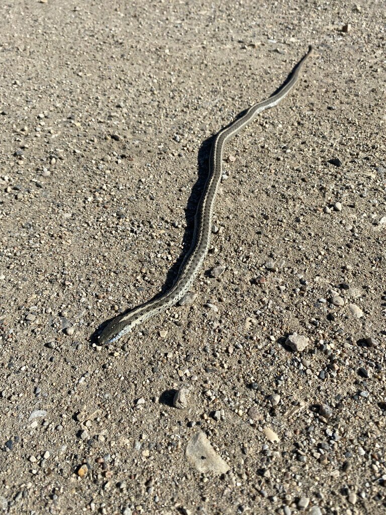 Wandering Garter Snake from Winkler, MB, Canada on October 10, 2022 at ...