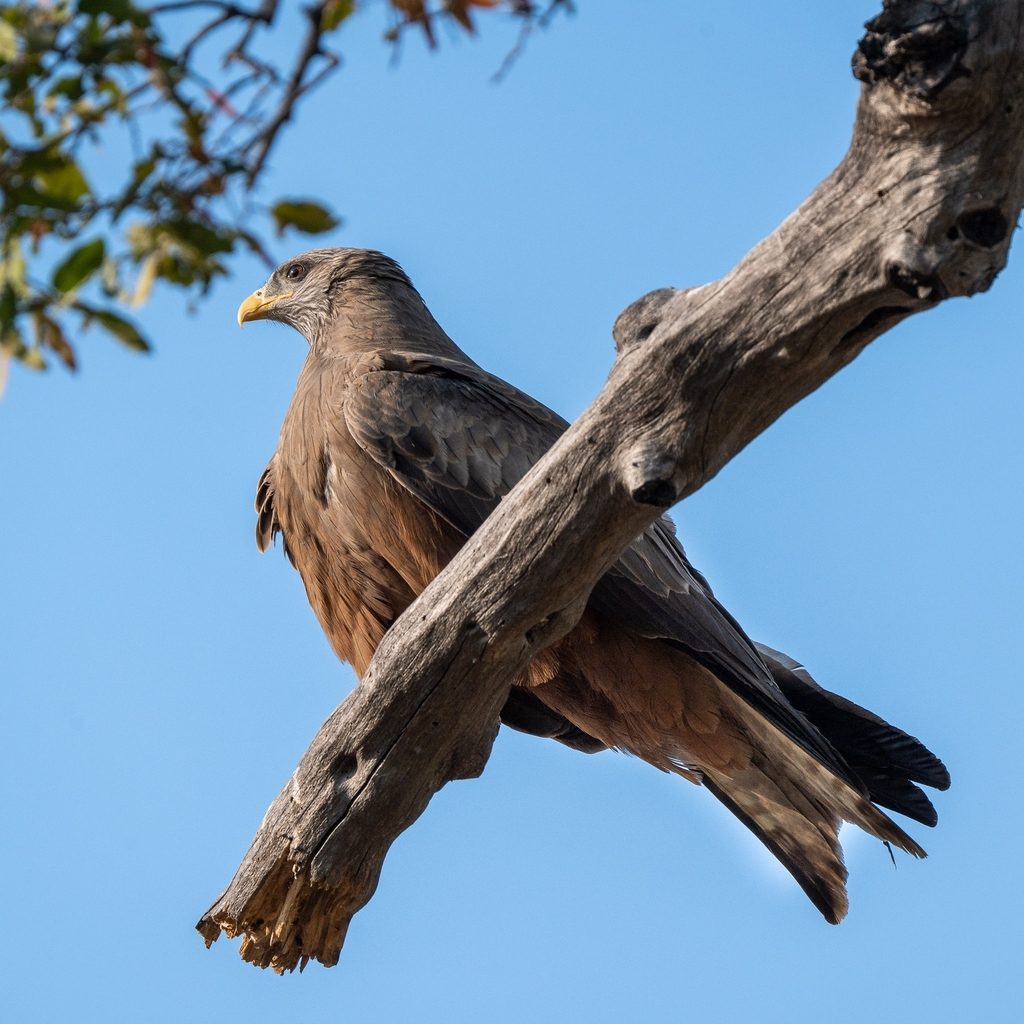 Yellow-billed Kite from Sambesi, Namibia on September 30, 2022 at 06:34 ...