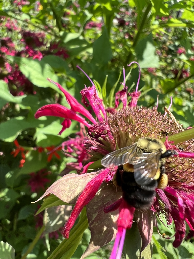 Rusty-patched Bumble Bee in July 2022 by ogockman. Many (20 ...