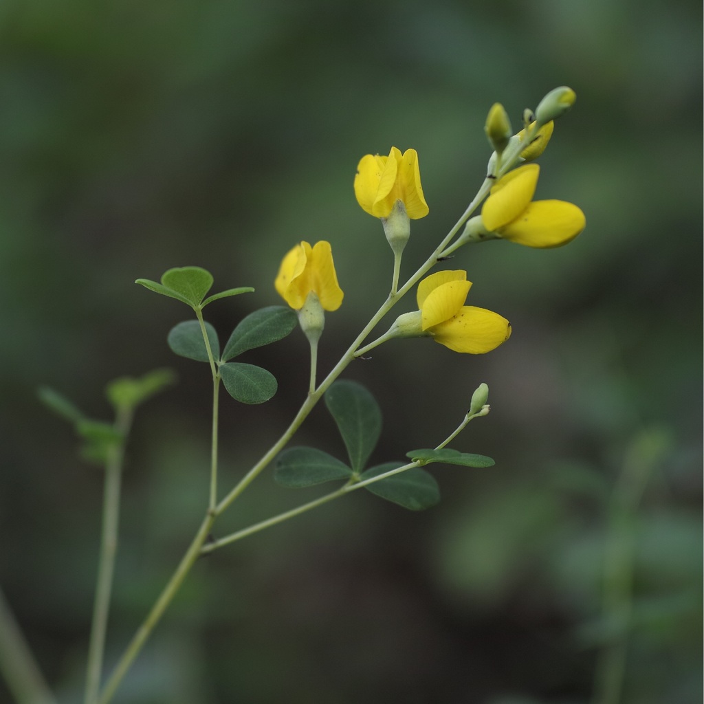 eastern wild indigo (North Carolina Aquarium on Roanoke Island - Plants ...
