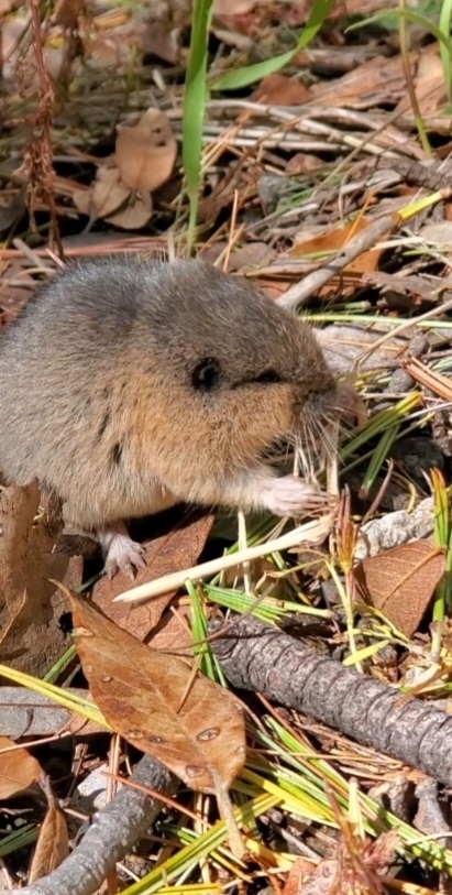 Southern Pocket Gopher from Santa Cruz County, AZ, USA on October 9 ...