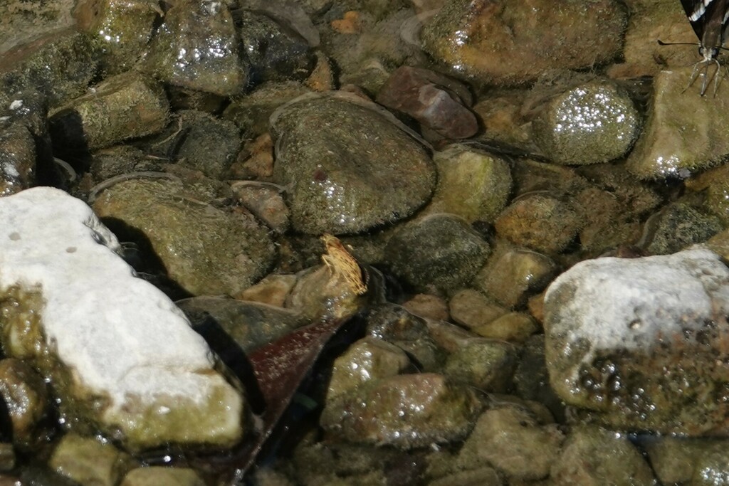 Skippers from 掌布藏字石景区 Hidden Character Stone, Pingtang County, Qiannan ...