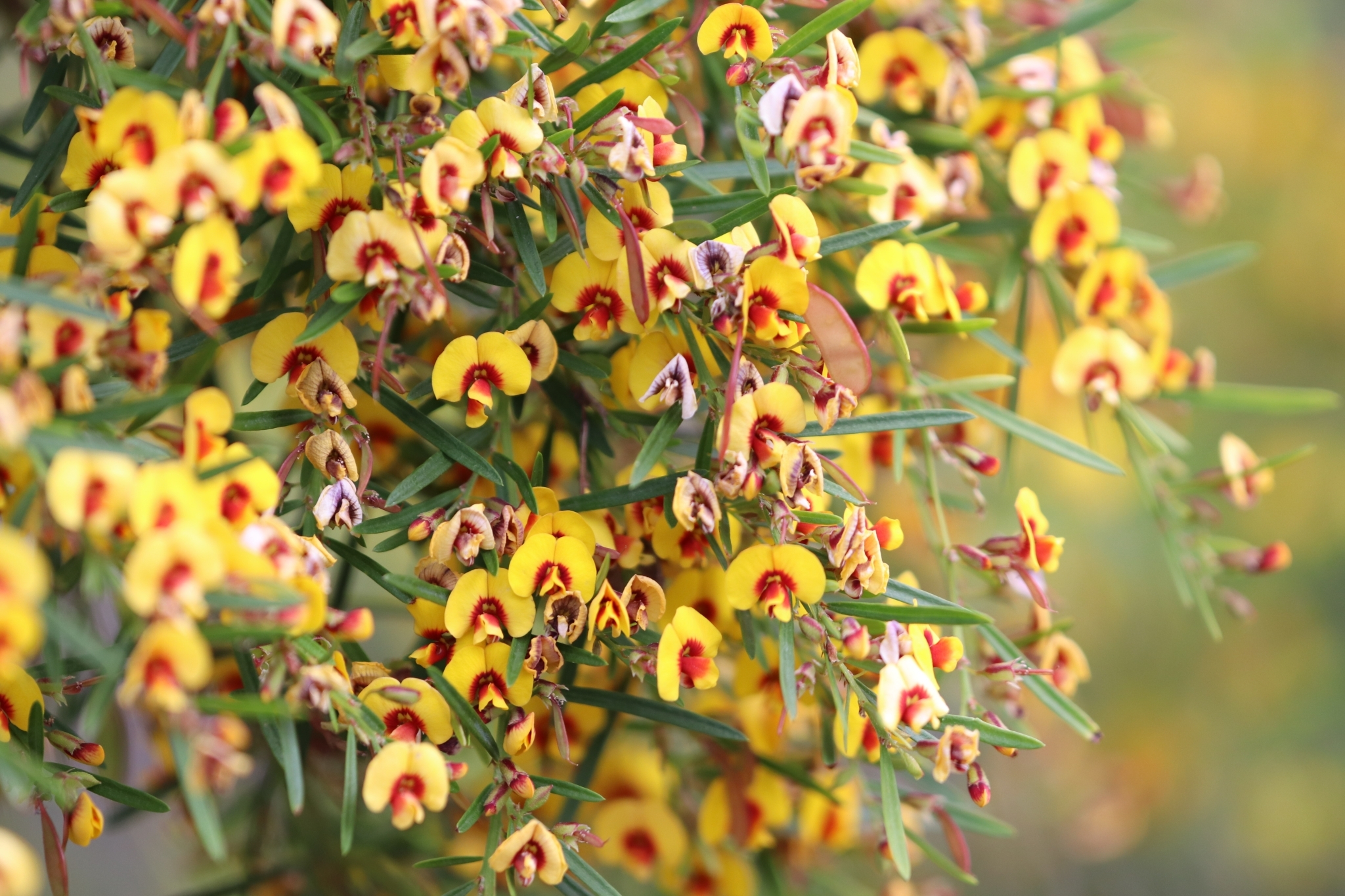 Bossiaea linophylla R.Br.