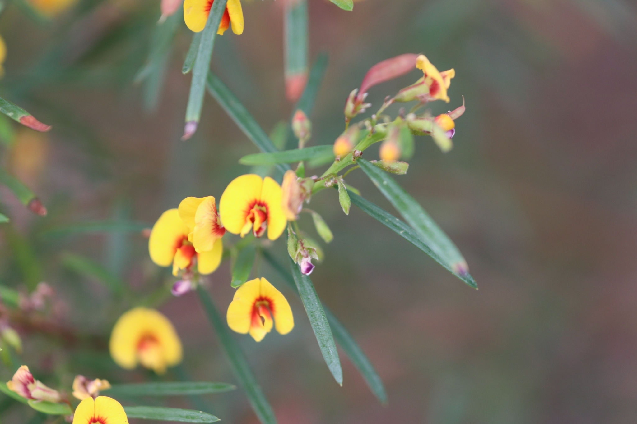 Bossiaea linophylla R.Br.