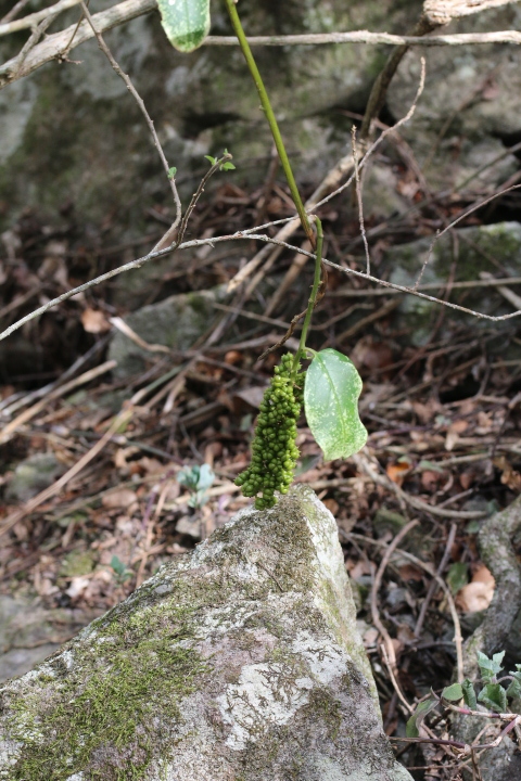 Phytolacca dodecandra L'Hér.