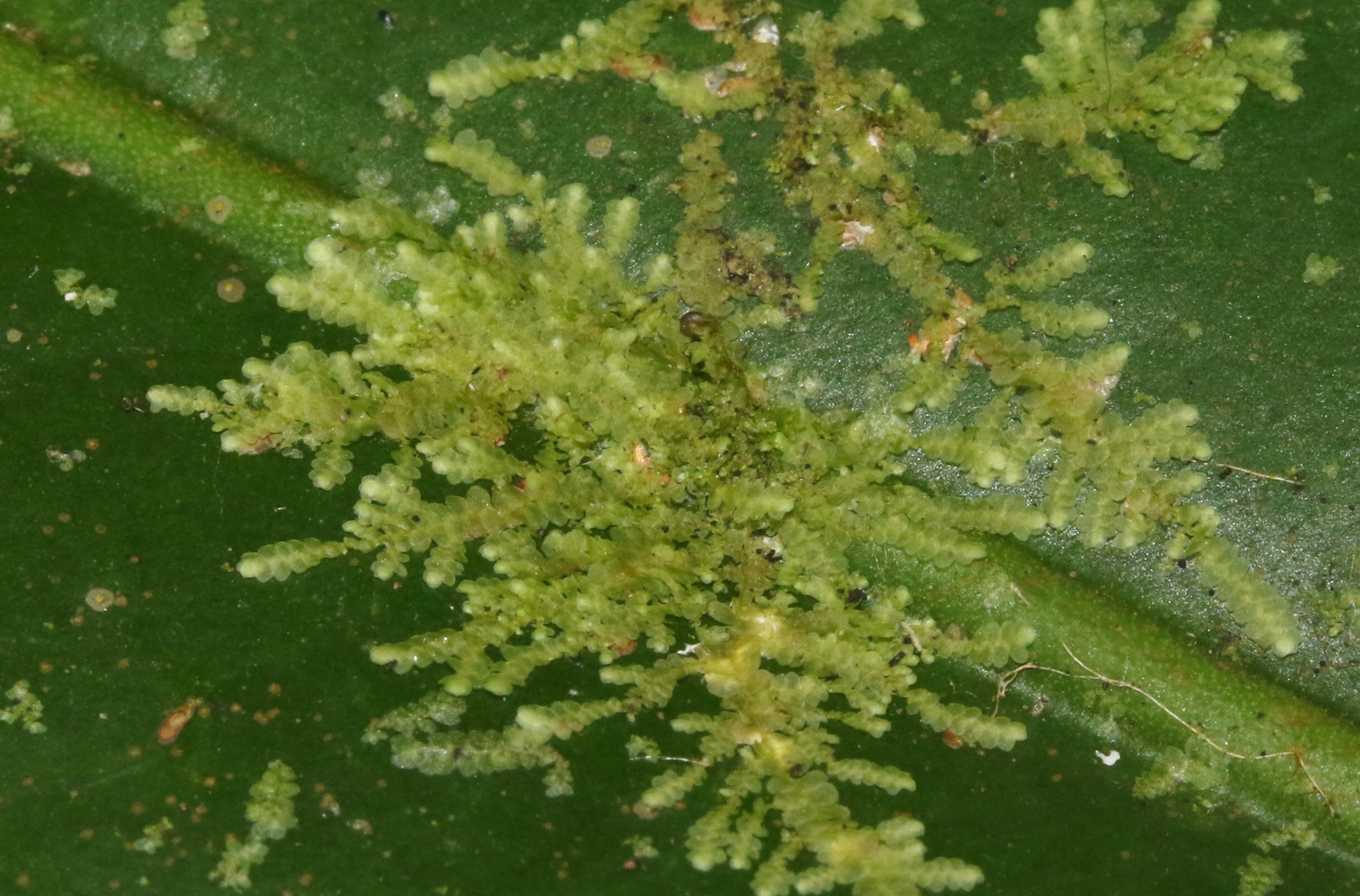 Lejeunea flava (Sw.) Nees