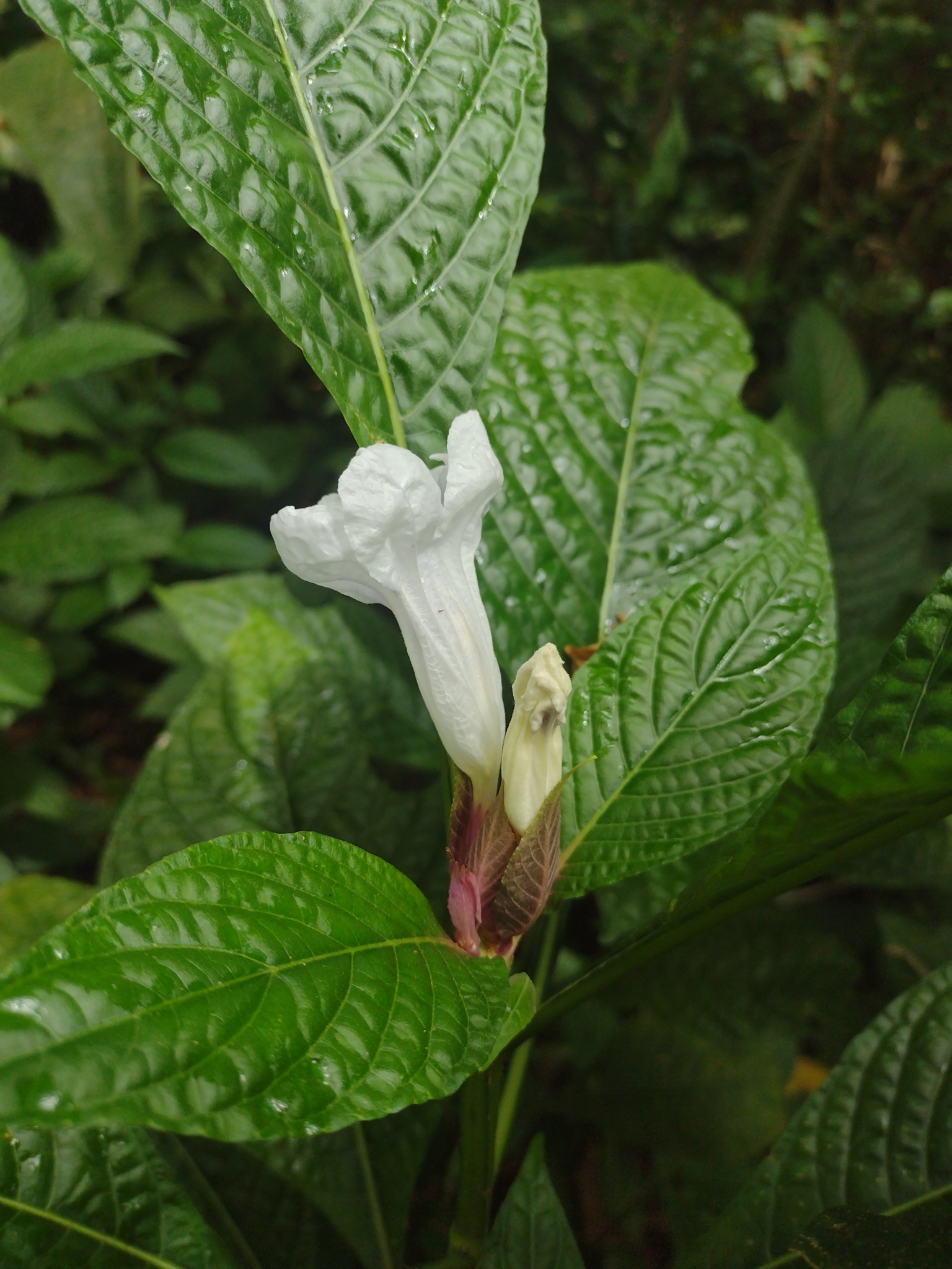 Ruellia tubiflora Kunth