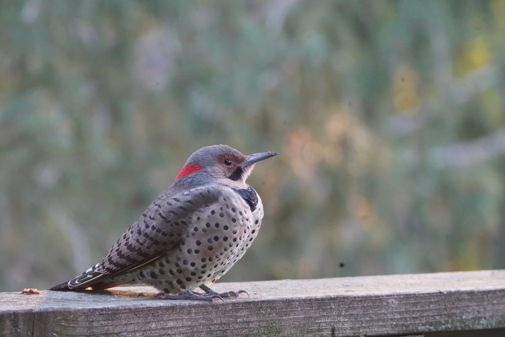 Northern Flicker from Ames, IA, US on October 6, 2022 at 08:11 AM by ...