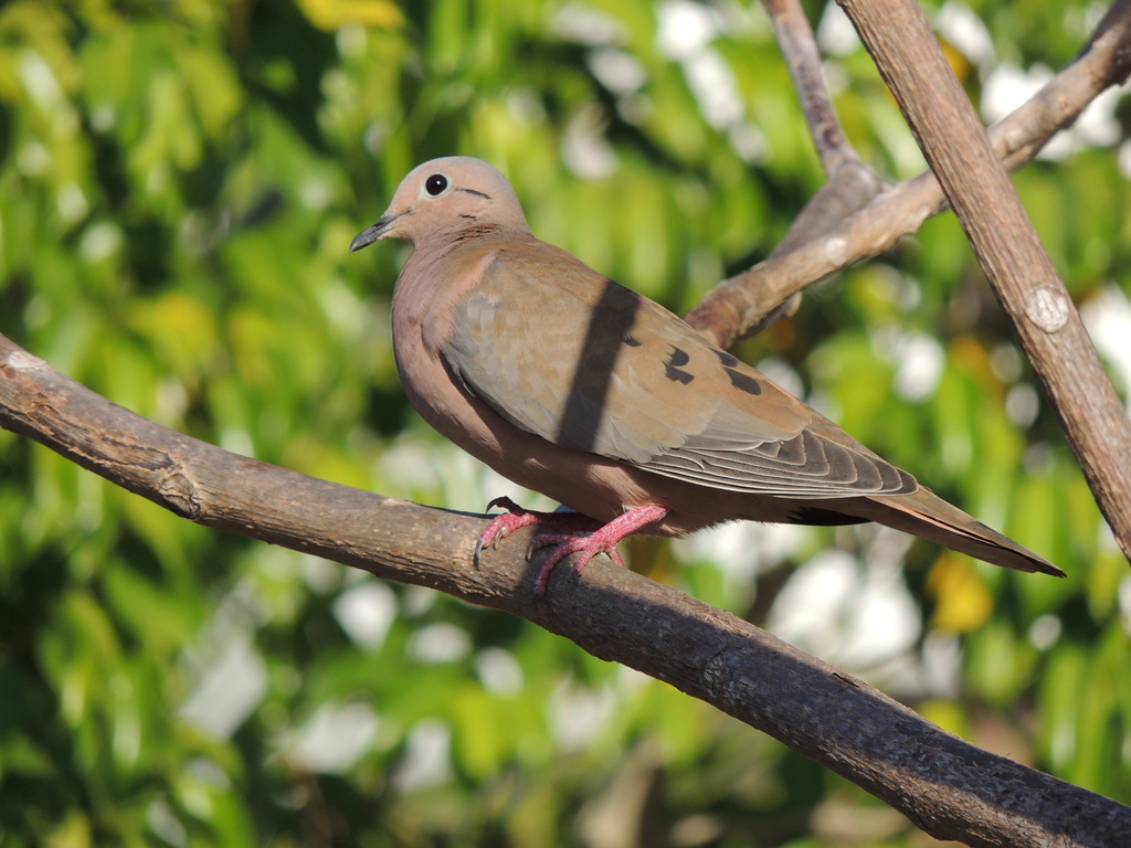 Torcaza común (Naturaleza en el Refugio del Agua-Mallín de Barrio Norte ...