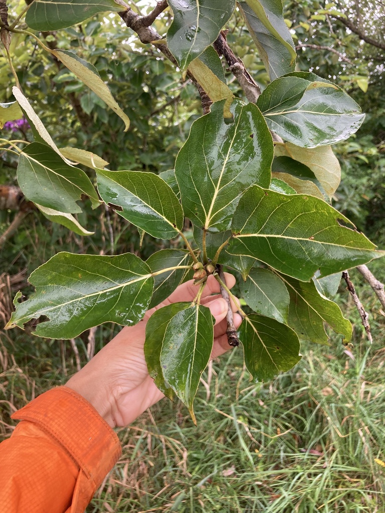 balsam poplar from Chardon, OH, US on September 04, 2022 at 01:12 PM by ...