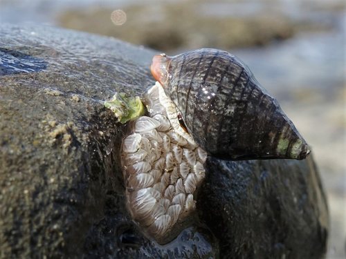 Family Cominellidae · iNaturalist