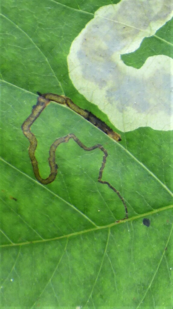 Stigmella rhoifoliella from Bensfort Bridge--Otonabee Gravel Pit ...