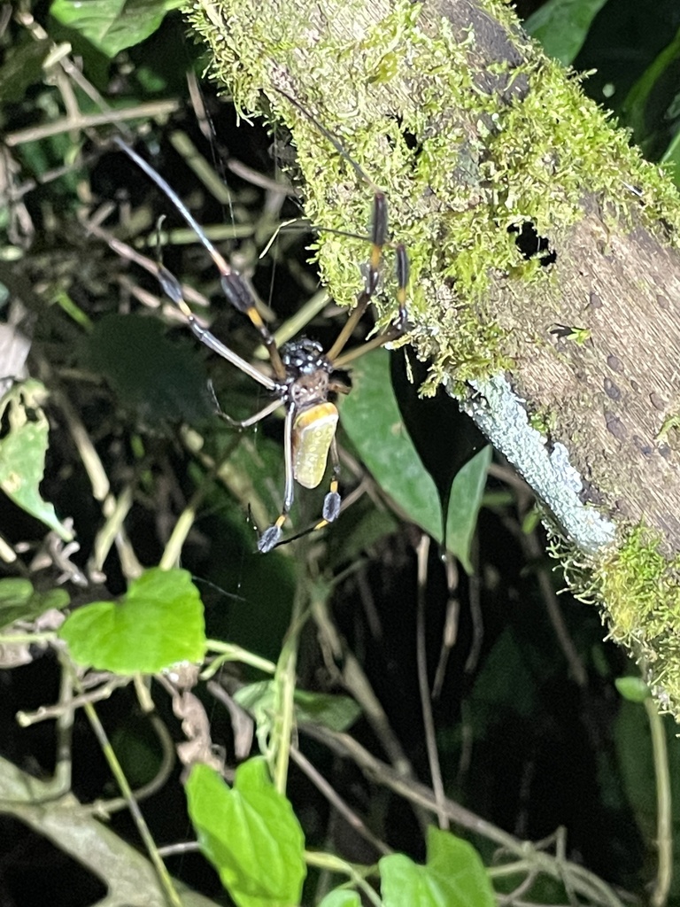 Golden Silk Spider from Arenal Volcano National Park, San Carlos ...