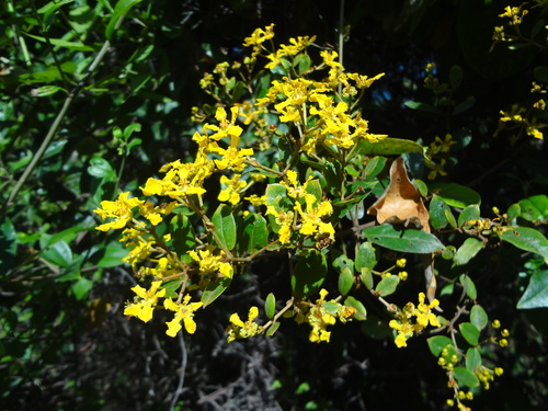 Banisteriopsis laevifolia · iNaturalist United Kingdom