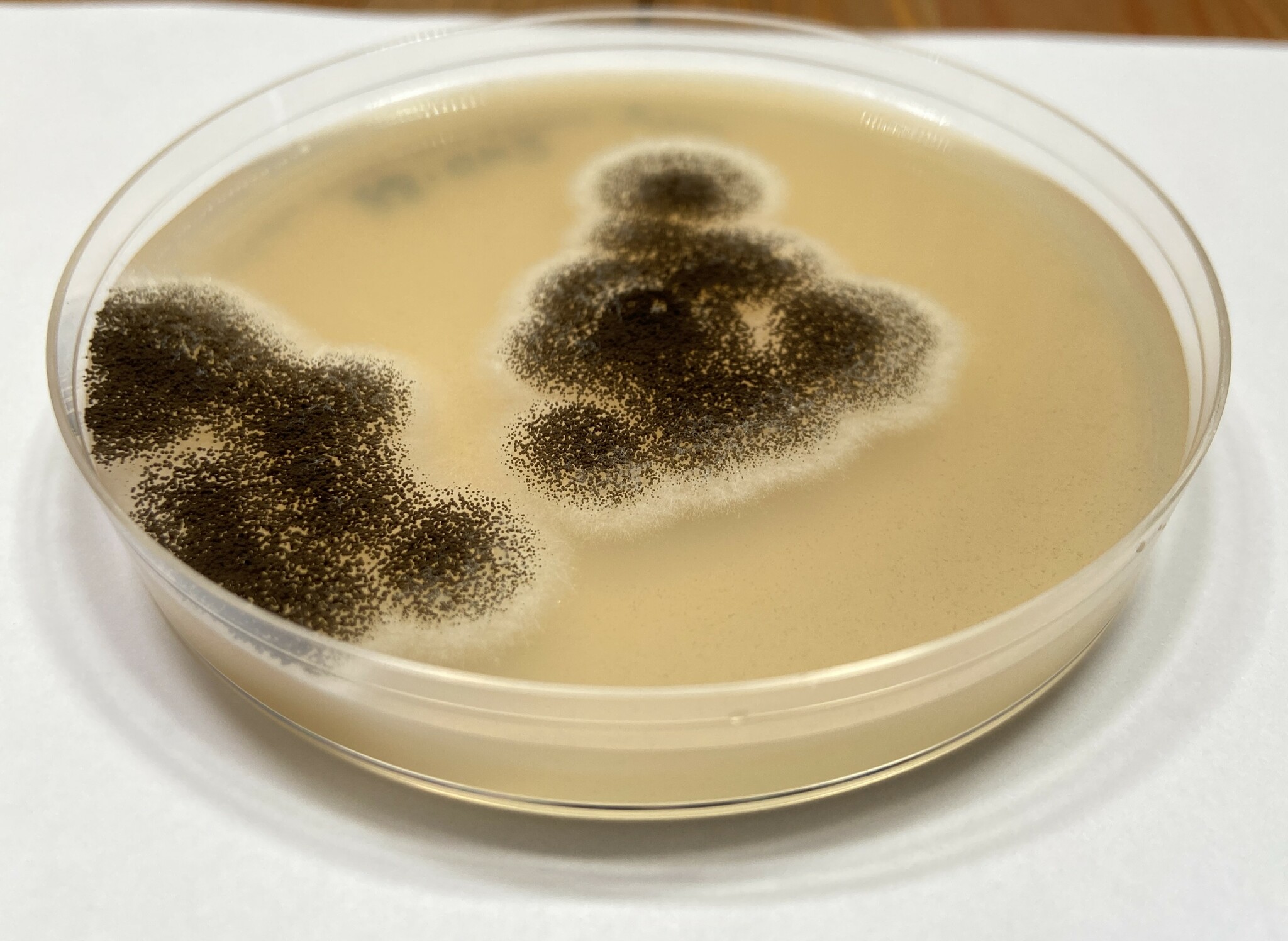 Aspergillus P.Micheli, 1729