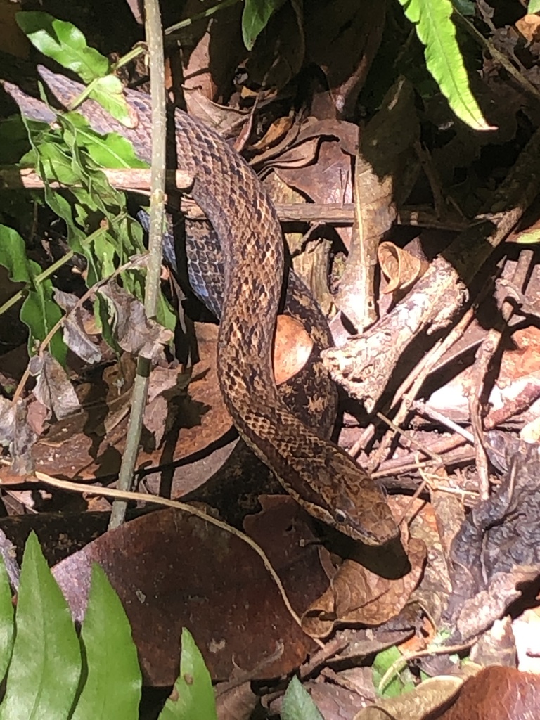 Red-bellied Racer in October 2022 by lhaller · iNaturalist
