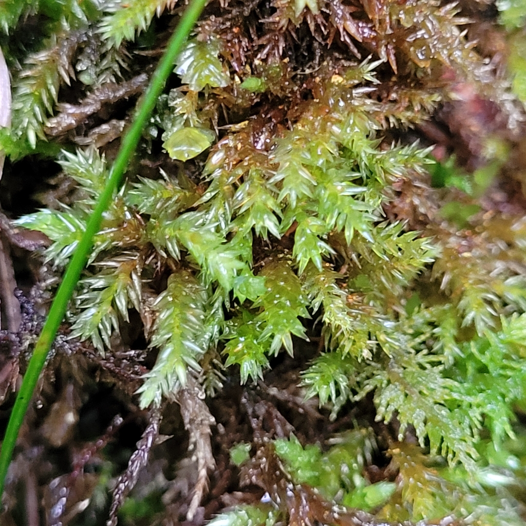 Larger Mouse-tail Moss (Isothecium alopecuroides) - Botanical Realm