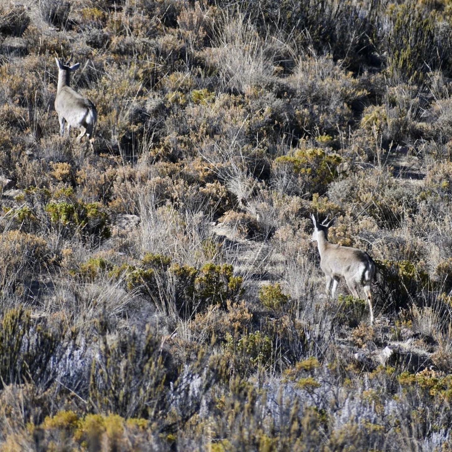 Hippocamelus antisensis (d'Orbigny, 1834)