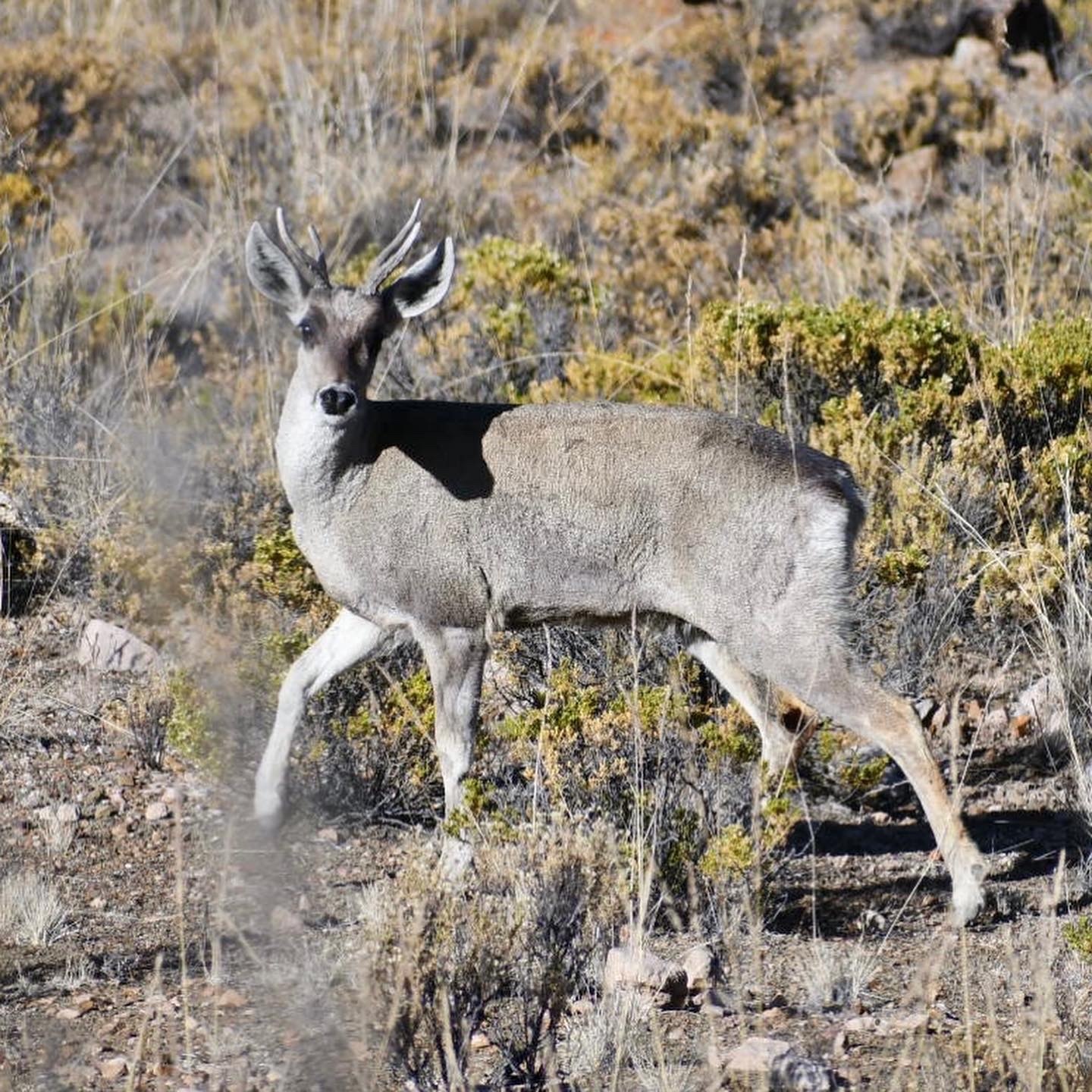 Hippocamelus antisensis (d'Orbigny, 1834)