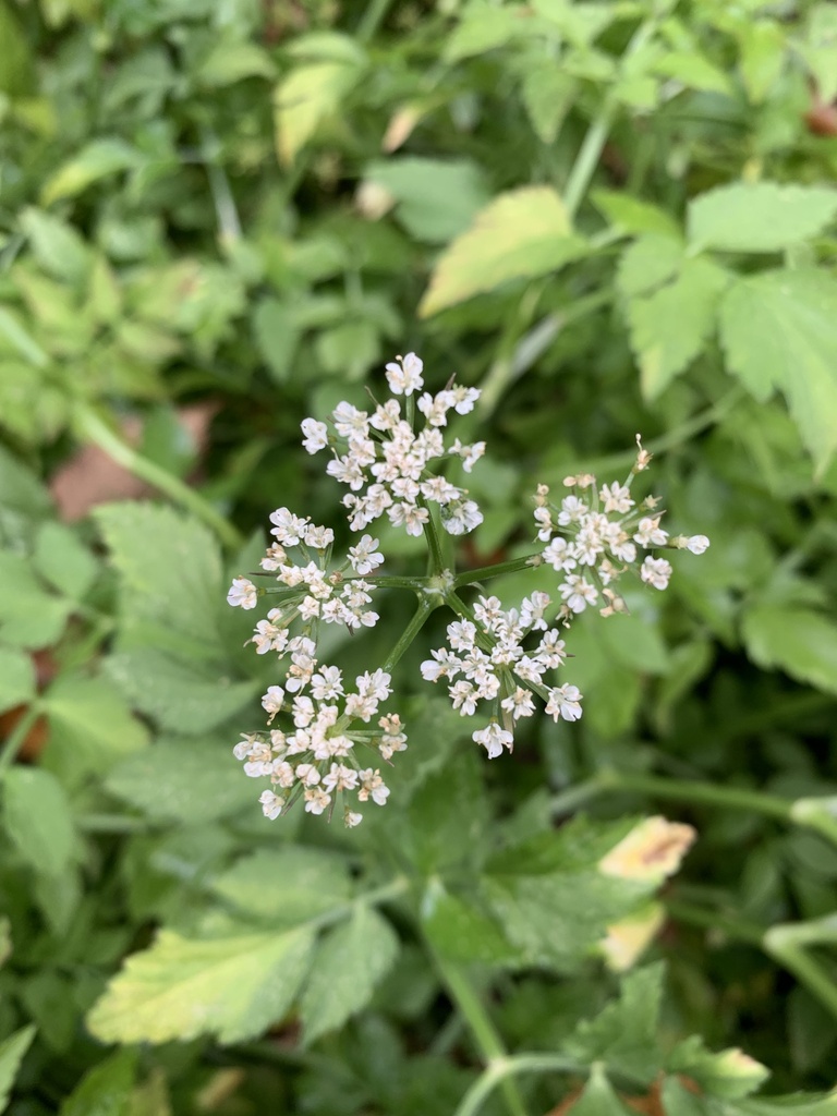 Java water-dropwort from Minnesota Valley National Wildlife Refuge ...