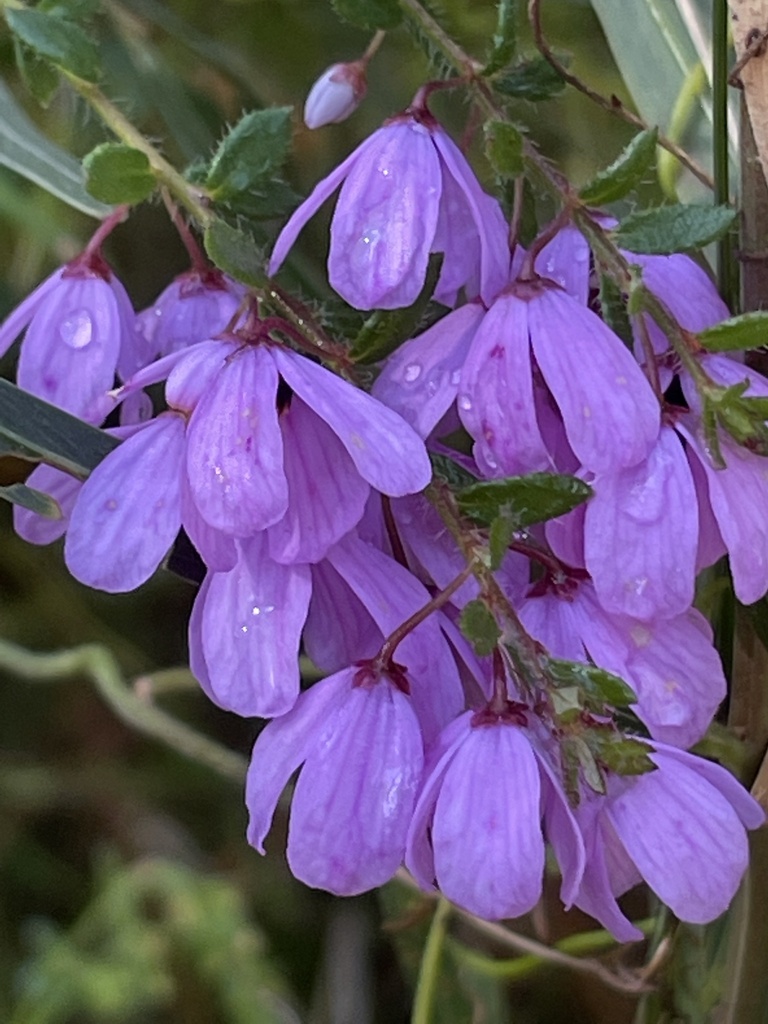Tetratheca from East Gippsland Shire, Club Terrace, VIC, AU on October ...