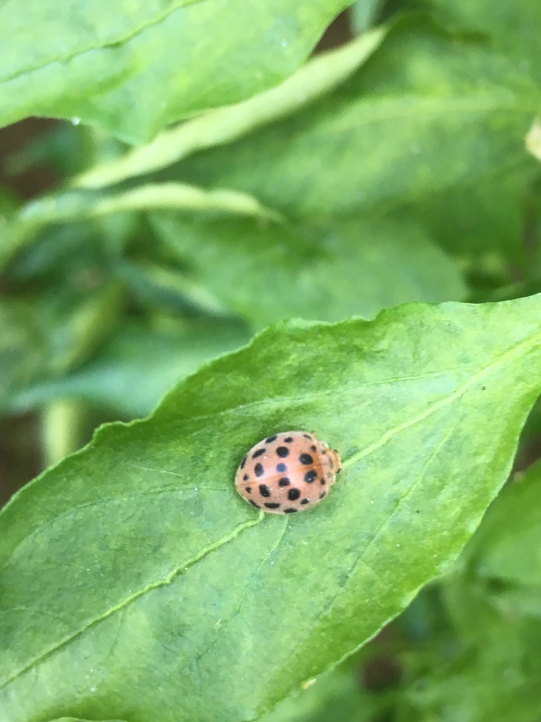 Hadda Beetle from No.36 Liangmaqiao Road, Beijing, , CN on August 24 ...