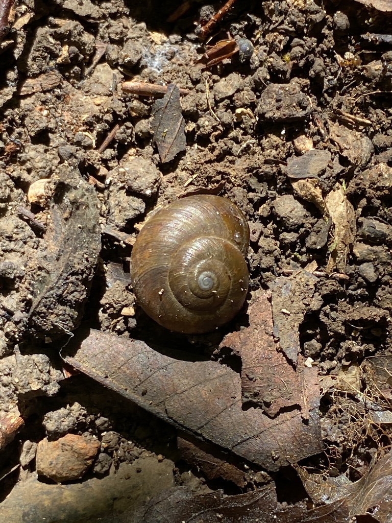 Button Snails from Lauderdale County, US-AL, US on October 14, 2022 at ...