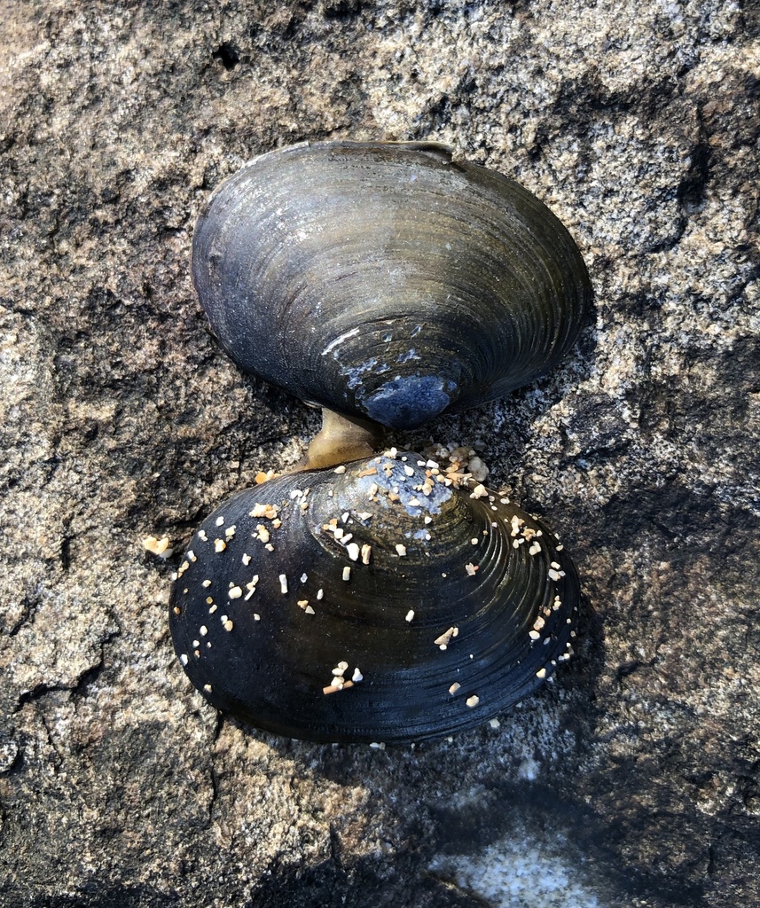 Batissa tenebrosa from South Pacifc Ocean on October 14, 2022 at 04:21 ...