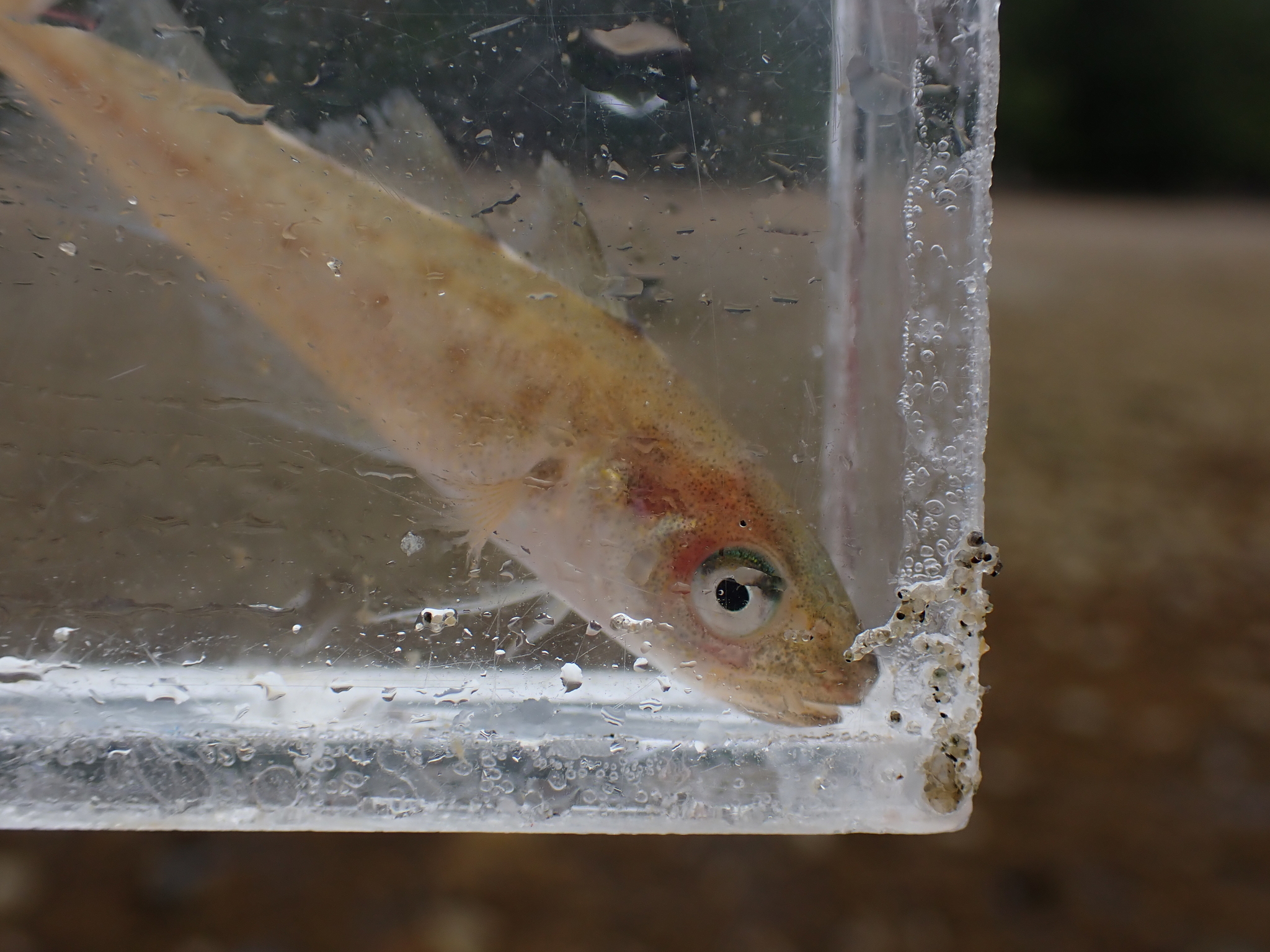 Microgadus Gill, 1865