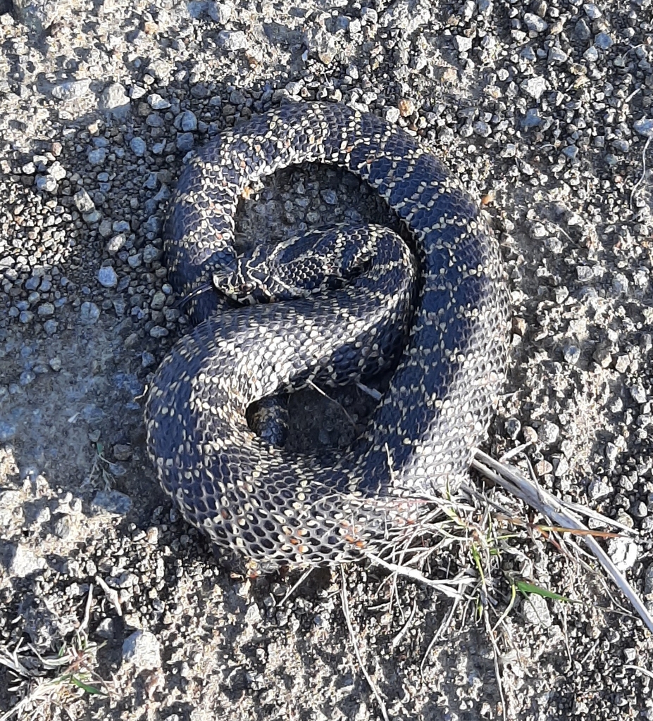 South American Hognose Snake from Villa Constitucion, Departamento de ...