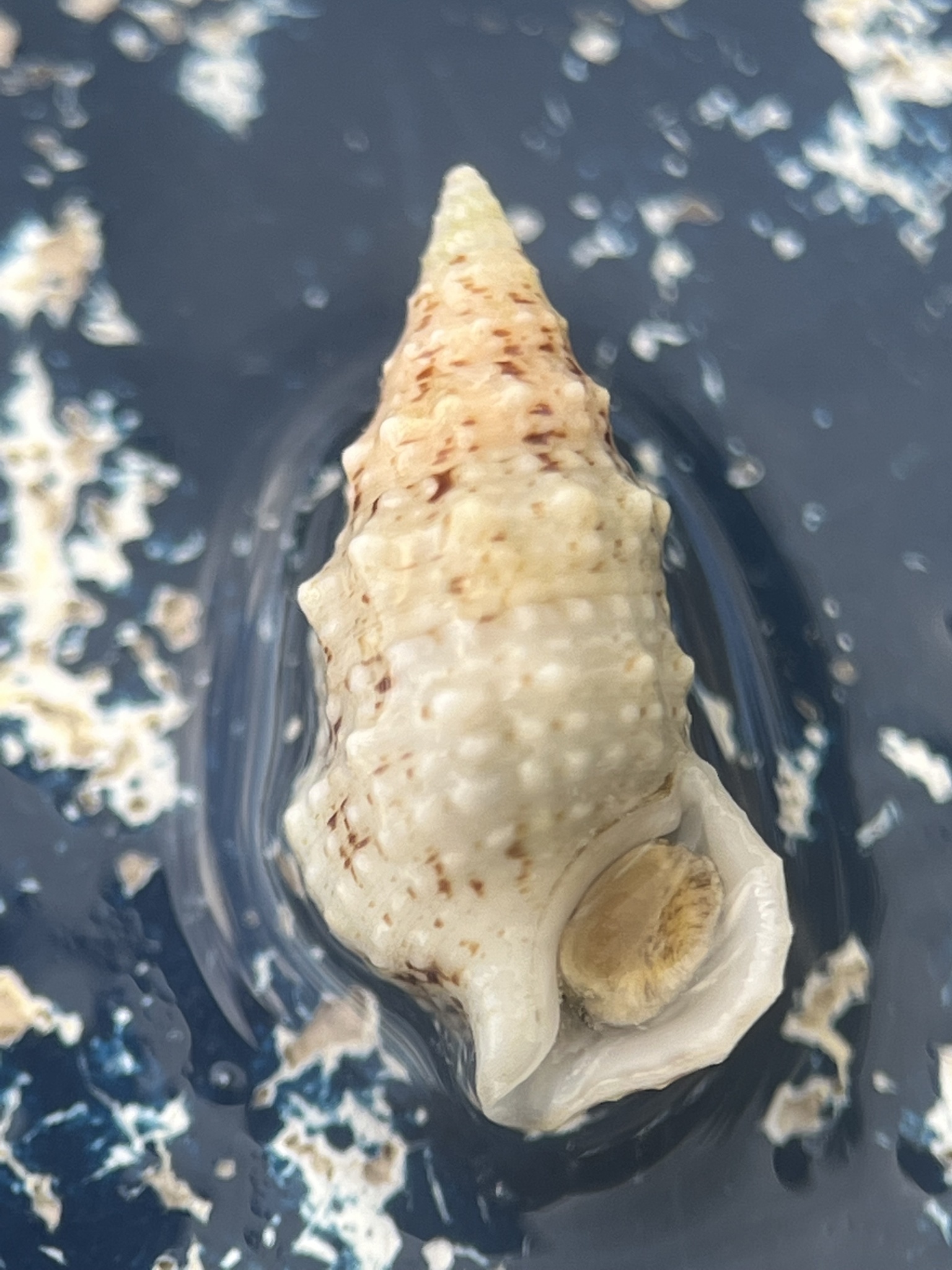 Cerithium eburneum Bruguière, 1792