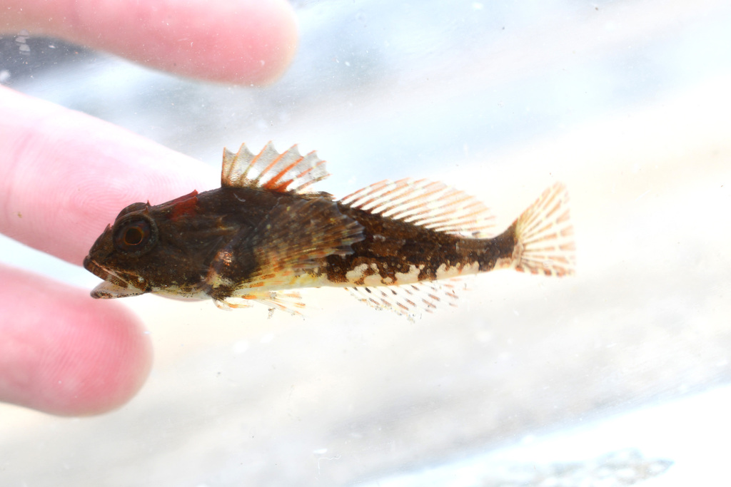 Grubby (Myoxocephalus aenaeus) - Marine Life Identification