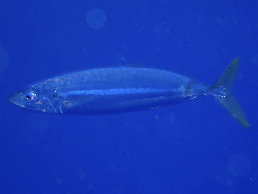 (Decapterus) - Marine Life Identification