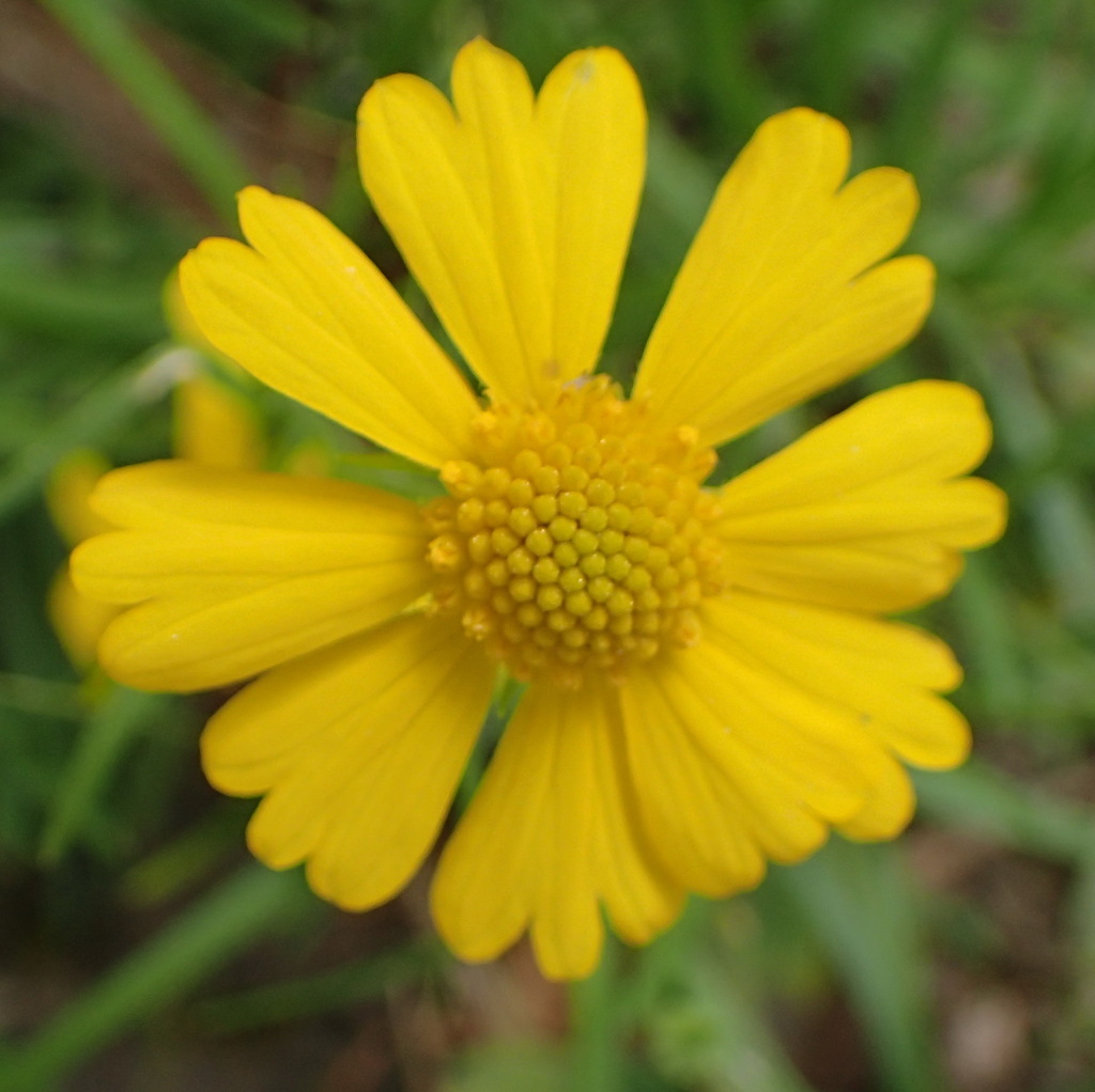 Helenieae from Memorial Park, Harris, Texas, United States on April 14 ...