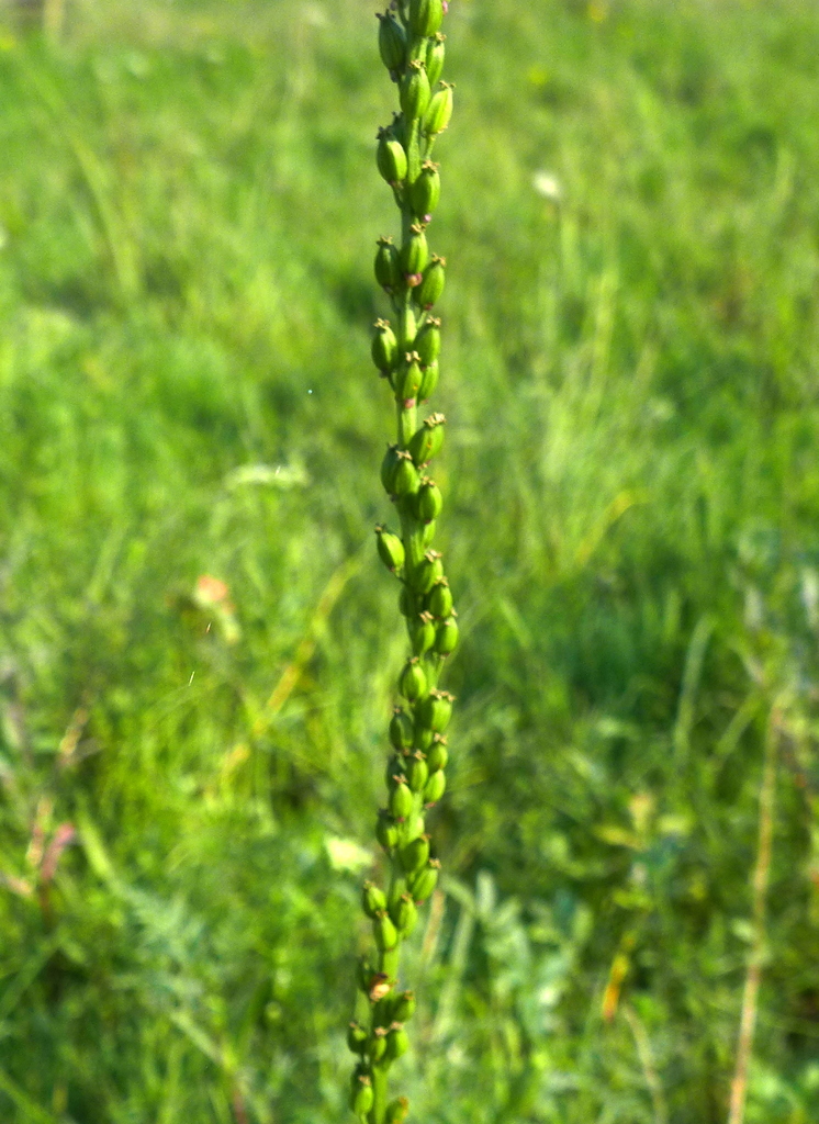 common arrowgrass from Squamish Estuary on August 21, 2018 by judith ...