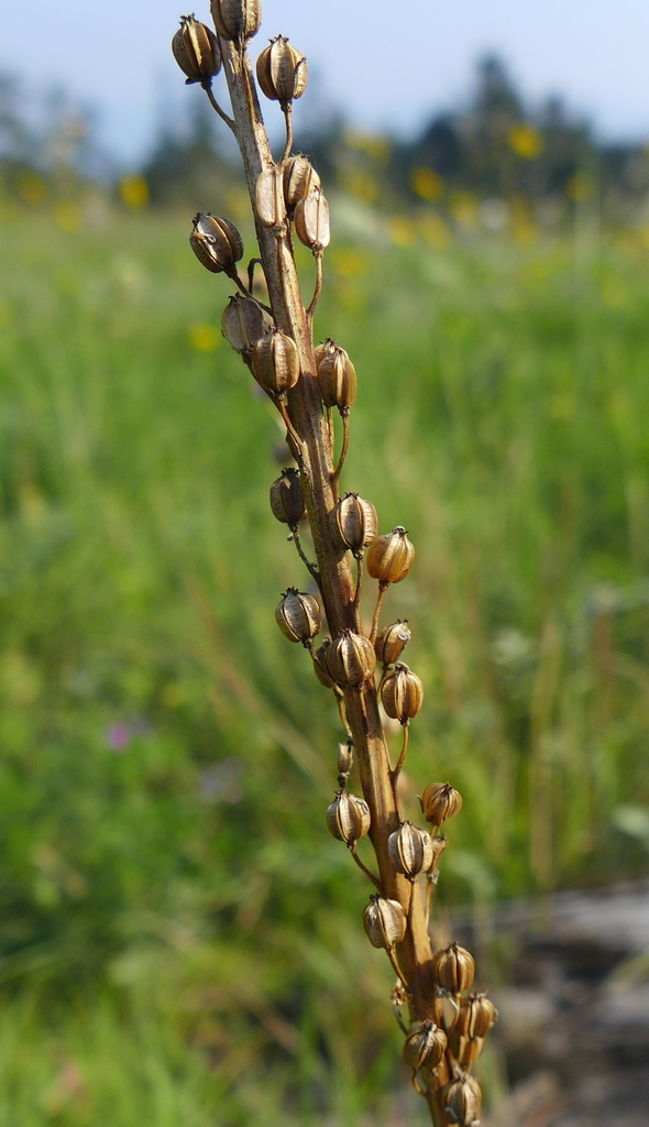 common arrowgrass from Squamish Estuary on August 21, 2018 by judith ...