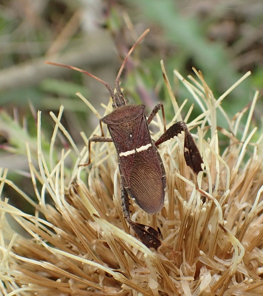 Eastern Leaf-footed Bug from Memorial Park, Harris, Texas, United ...