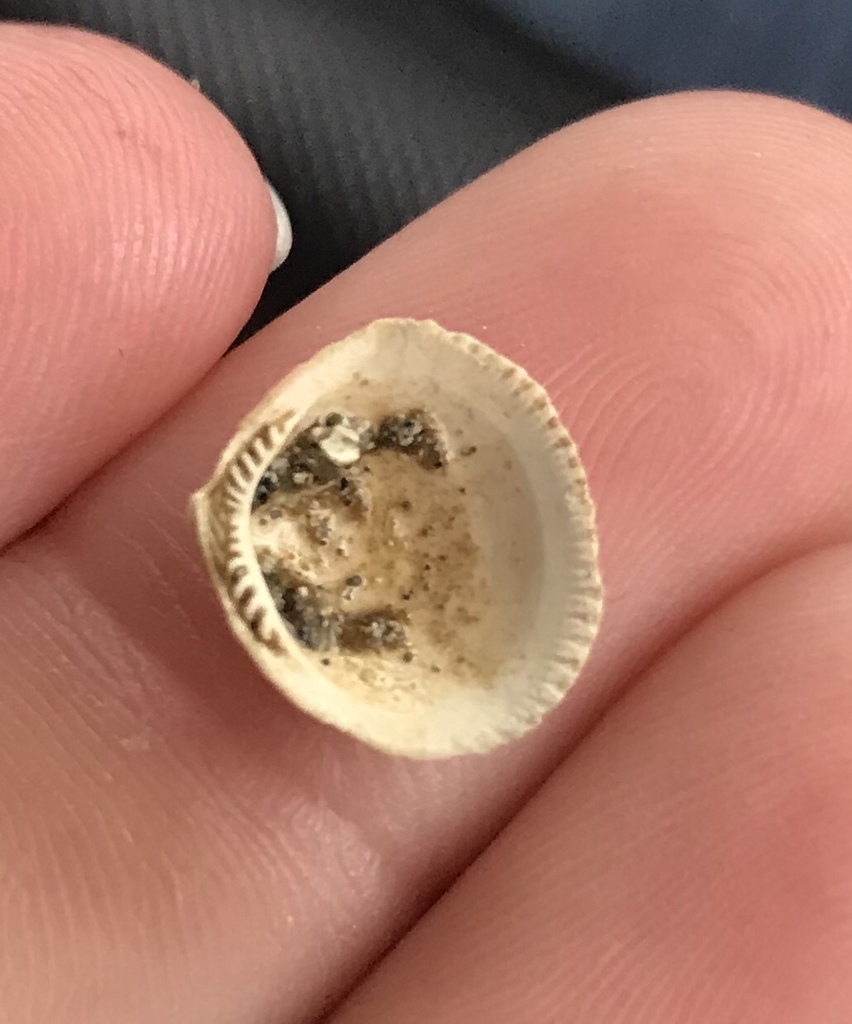 California Bittersweet Clam from Portillo Channel, , AK, US on August ...