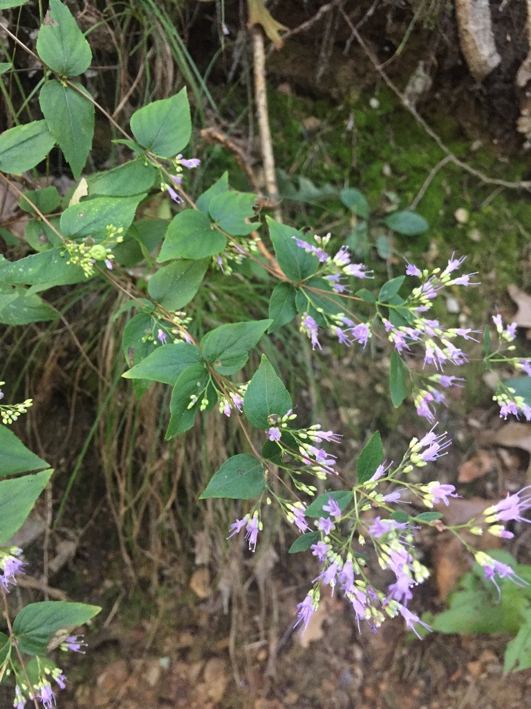 common dittany in August 2018 by Deborah Barber · iNaturalist