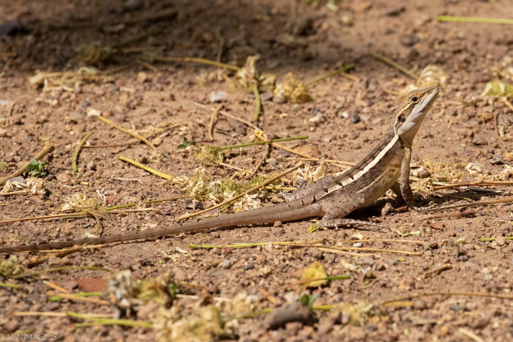 Lophognathus gilberti Gray, 1842