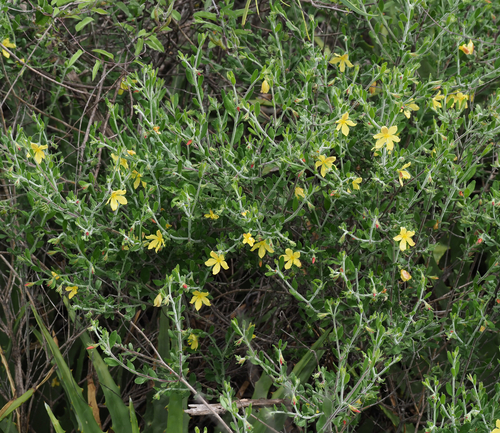 Menodora tehuacana · iNaturalist