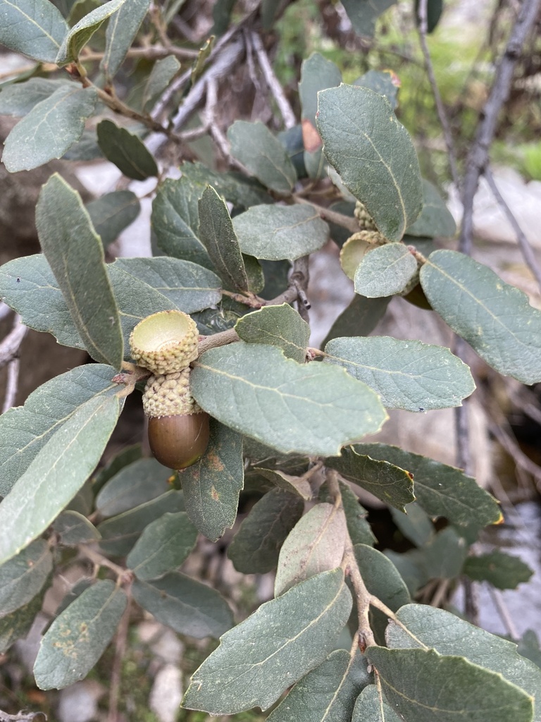 Arizona white oak (Quercus arizonica) - Botanical Realm