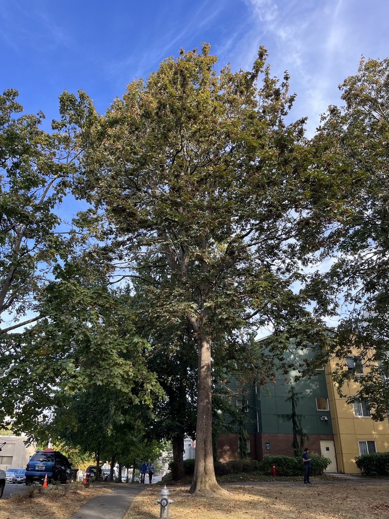 bigleaf maple from Wright Park, Tacoma, WA, US on October 14, 2022 at ...