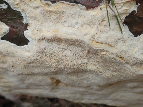 Género Poriella · iNaturalist Mexico