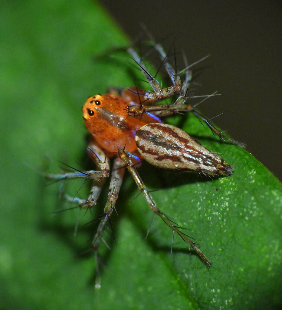 Grass lynx spiders from Brazil - MT - Alta Floresta - Cristalino Lodge ...