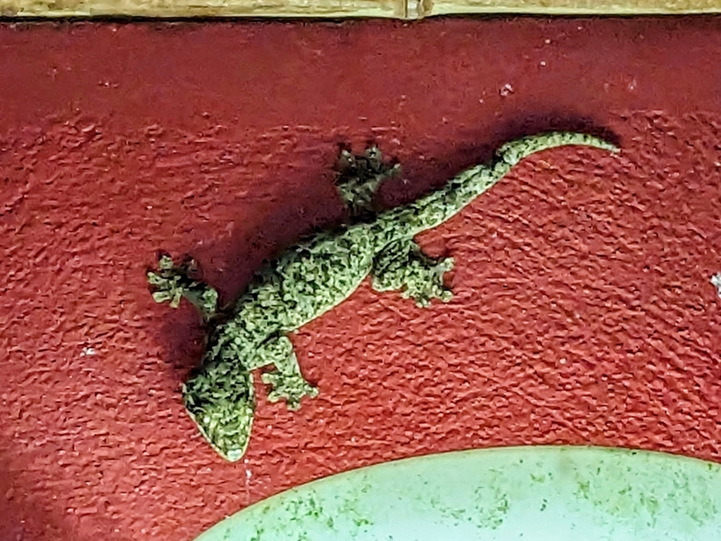 Northern Turniptail Gecko from Lagunas, Provincia de Puntarenas, Costa ...