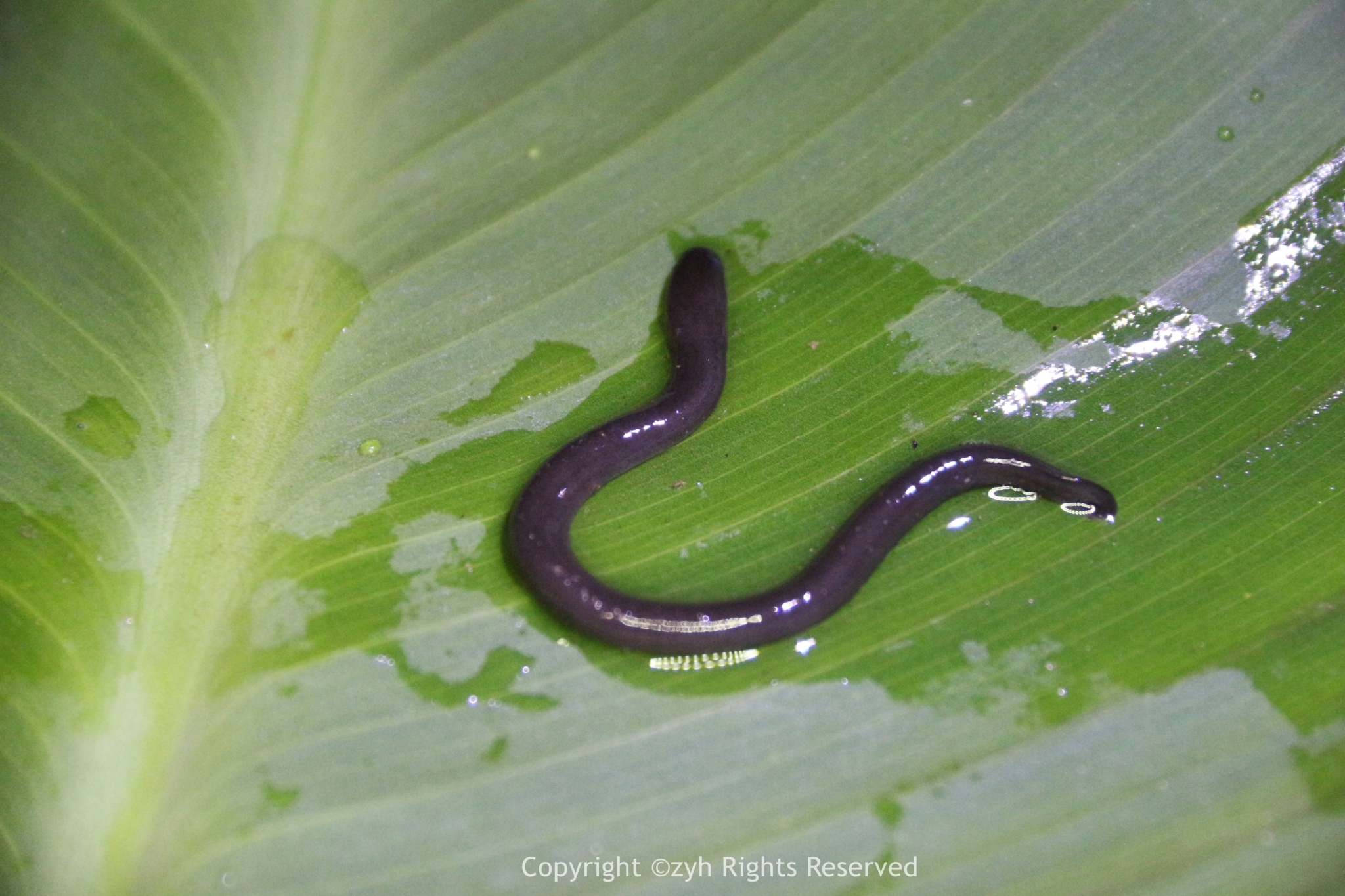 Ichthyophis kohtaoensis Taylor, 1960