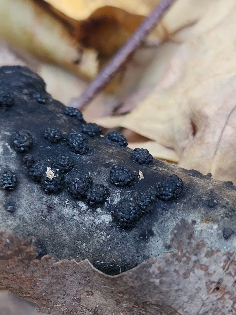 Rosellinia from Lagro, IN 46941, USA on October 14, 2022 at 06:21 PM by ...