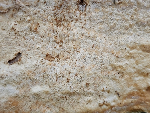 Poriella subacida · iNaturalist